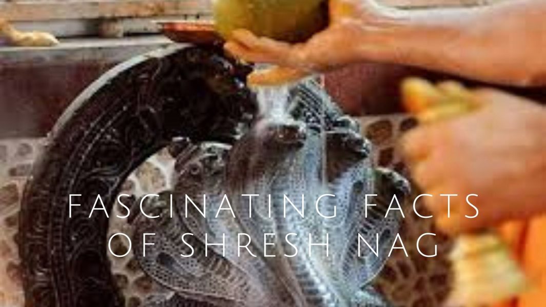 Fascinating Facts Of Shresh Nag- The Most Loyal Devotee Of Lord Vishnu ...